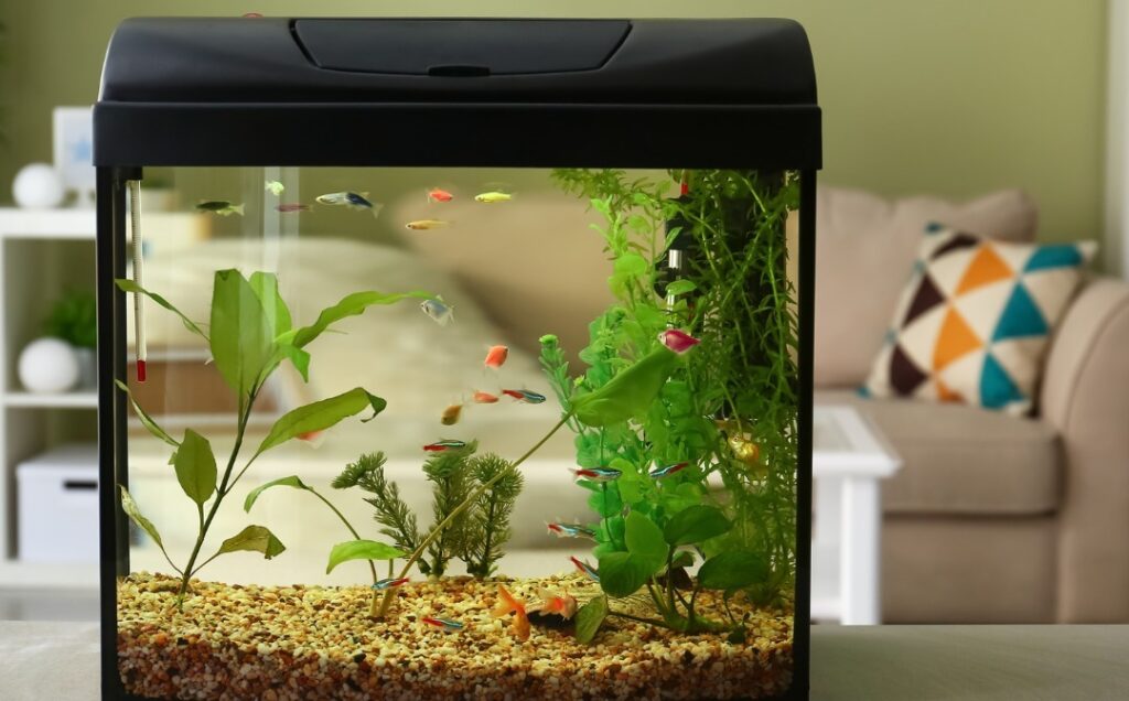 Cum alegem peștii pentru acvariu și la ce trebuie să fim atenți: Cele ...