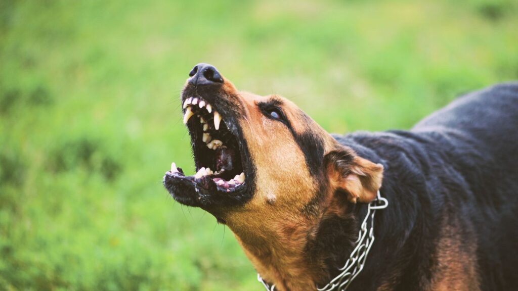 Rabia face prima victimă după 13 ani la Iași: Mușcat de un câine al ...