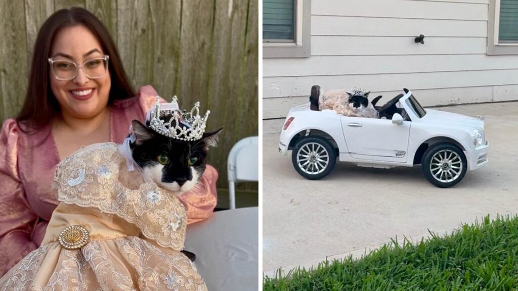 Petrecere fabuloasă pentru o pisică de 15 ani. Holly Marie a purtat ...