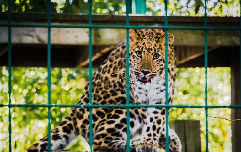 Program de Moș Nicolae pentru copii la Grădina Zoologică din București