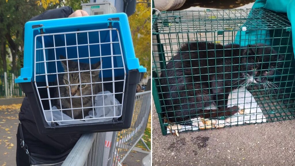 Asociația TNR luptă să salveze cât mai multe animale din blocul afectat ...