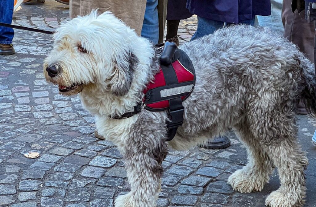Câini electrocutați pe străzile din Paris. Stăpânii se tem pentru ...